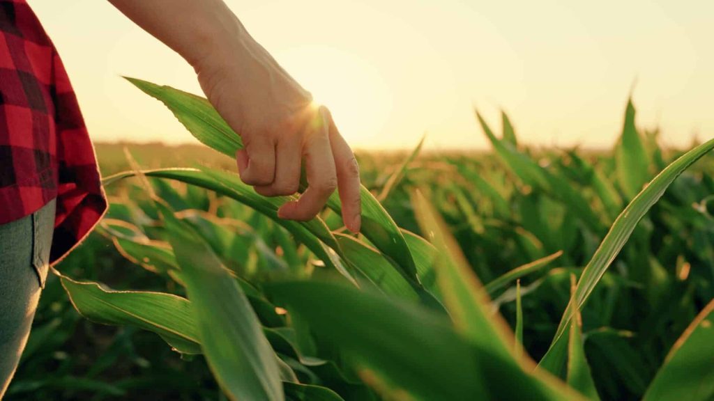 The Importance of Seasonal Planting and Harvesting - Farm Trader